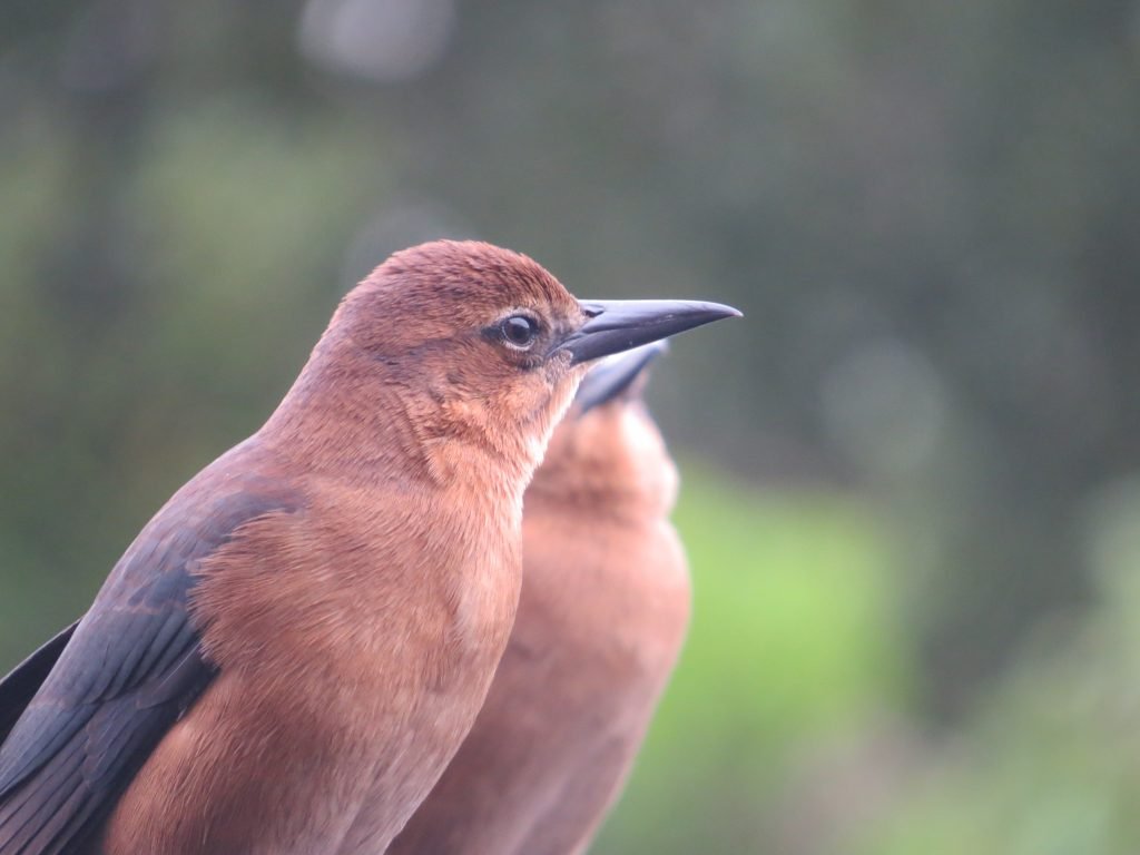 miami swamp tours - Airboat In Everglades