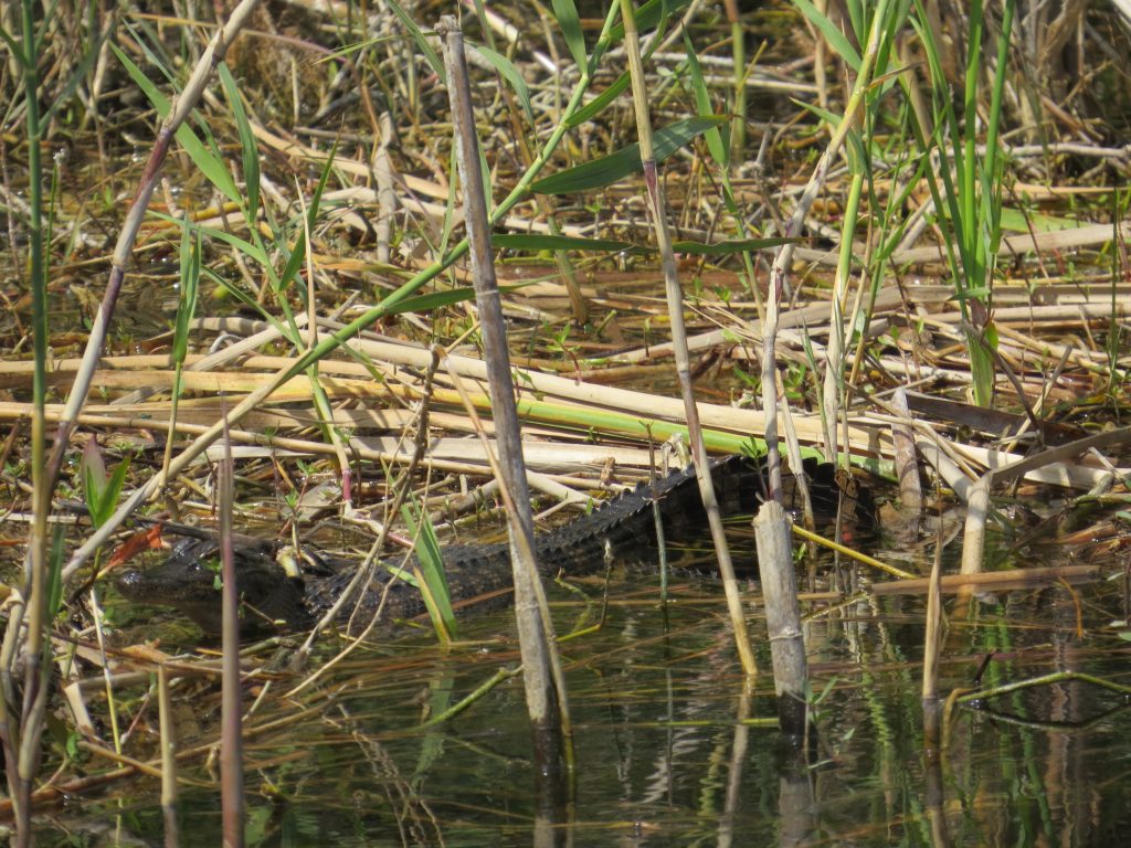 swamp vehicle - Airboat In Everglades
